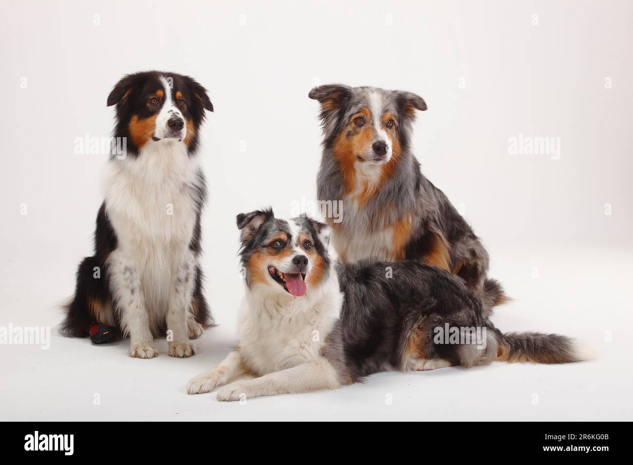 Australian Shepherds, black-tri and blue-merle Stock Photo - Alamy