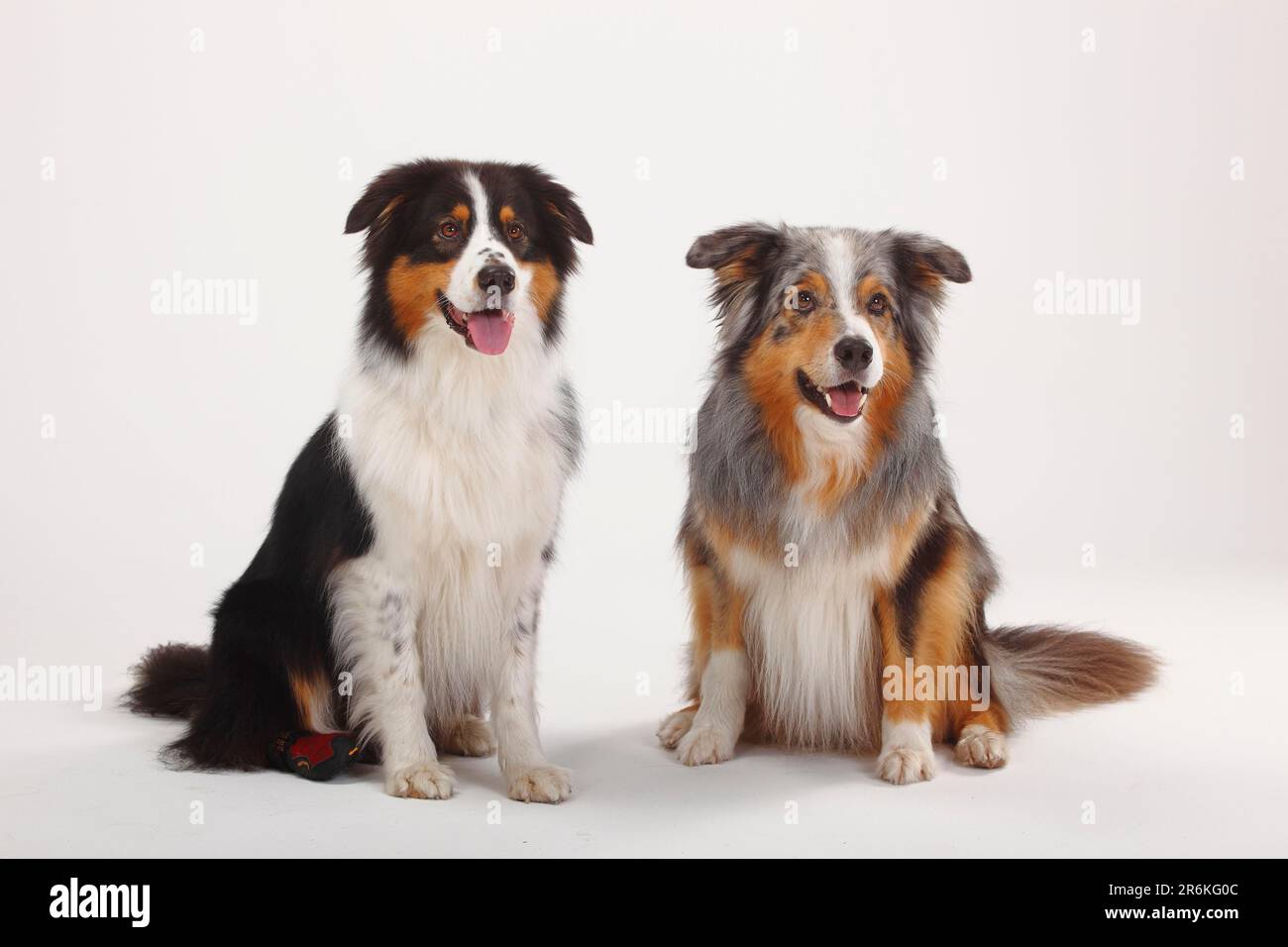 Australian Shepherds, black-tri and blue-merle Stock Photo - Alamy