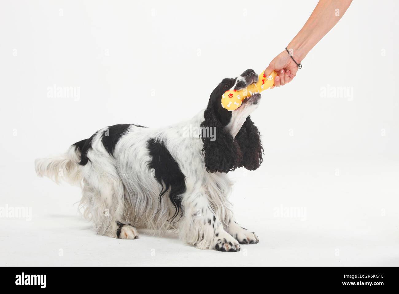 English Cocker Spaniel, Black and White, English Cocker Spaniel, Toy ...