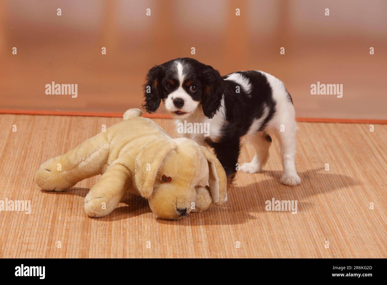 Cavalier King Charles Spaniel, puppy, tricolour, 9 weeks, cuddly toy ...