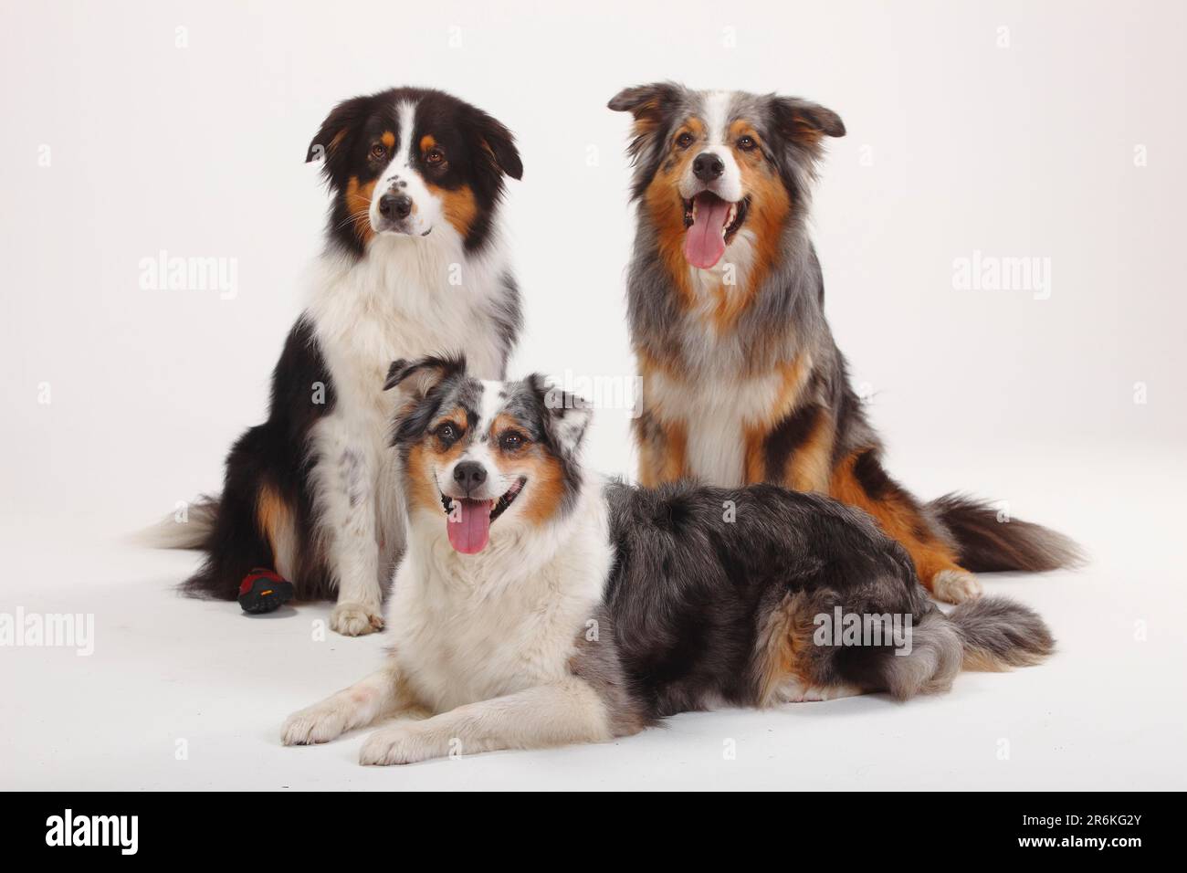 Blue merle tri colour hi-res stock photography and images - Alamy