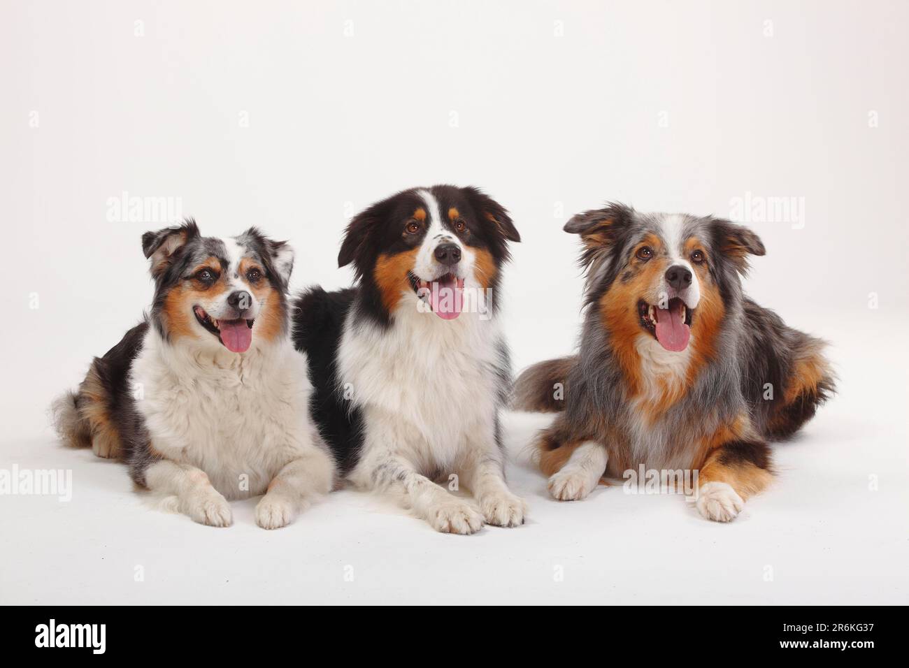 Australian Shepherds, black-tri and blue-merle Stock Photo - Alamy