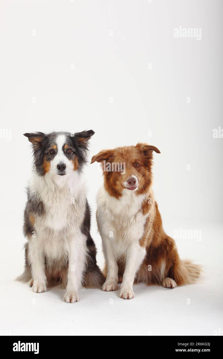 Australian Shepherd, blue-merle, and Border Collie Stock Photo - Alamy