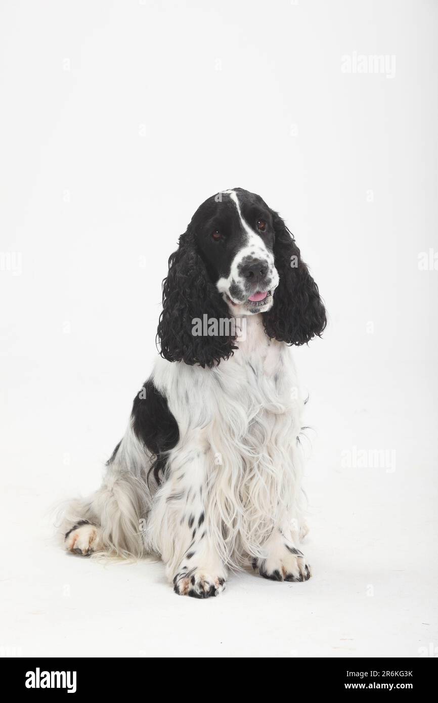 English Cocker Spaniel, black and white, English Cocker Spaniel Stock ...