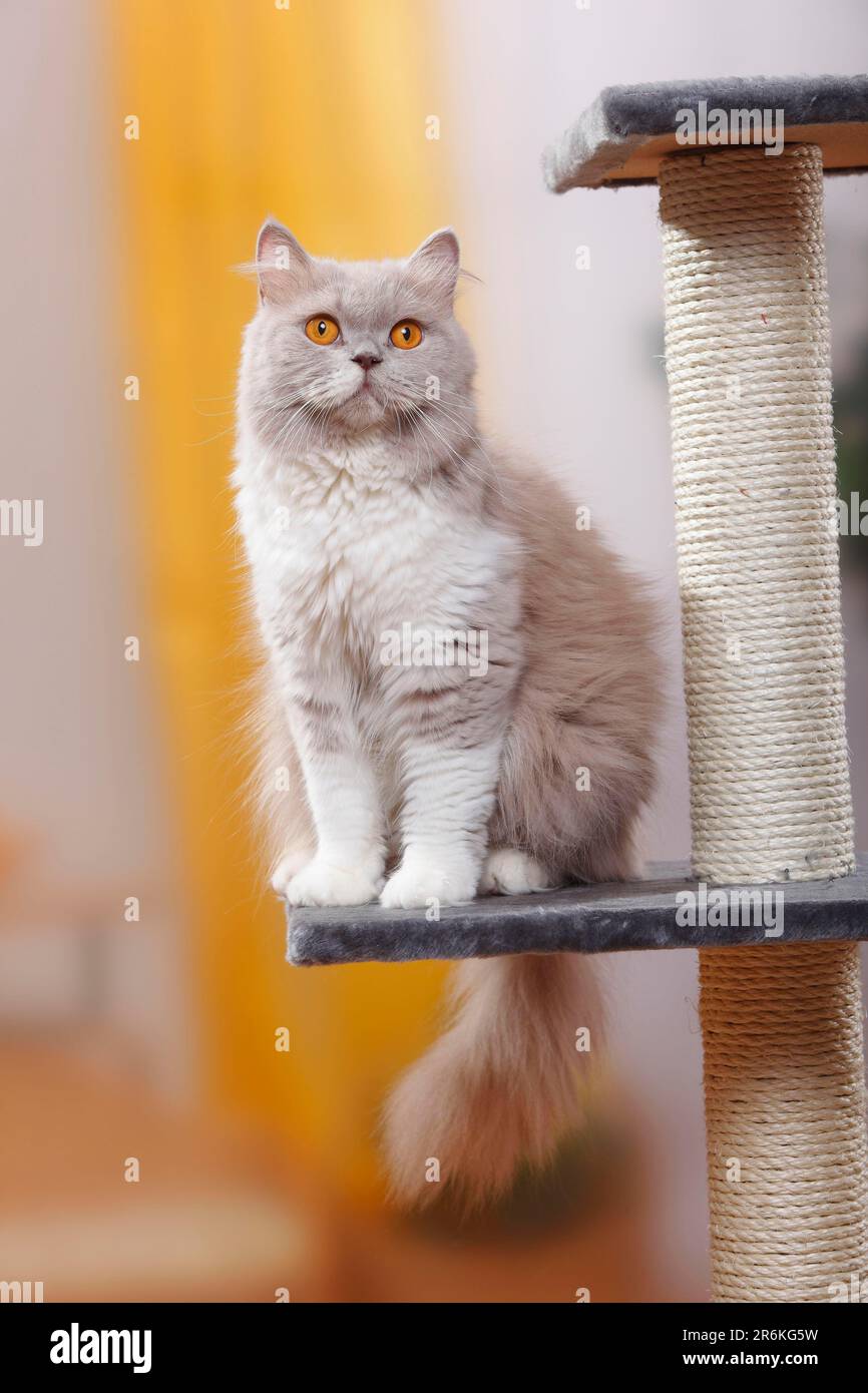British longhair cat lilac white hi-res stock photography and images ...