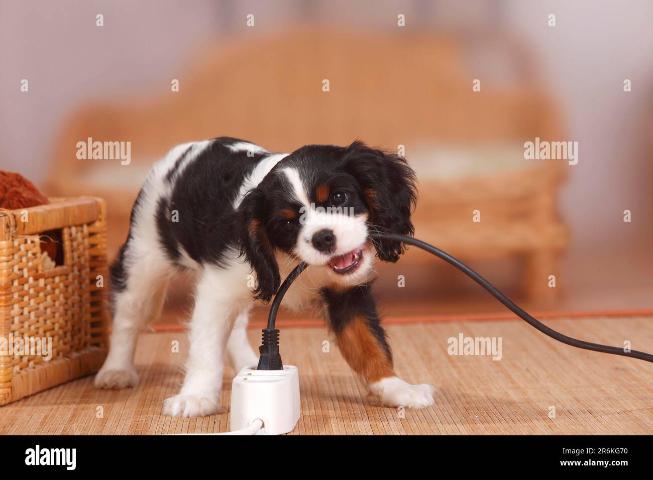 Cavalier King Charles Spaniel, puppy, tricolour, 9 weeks, bites into ...