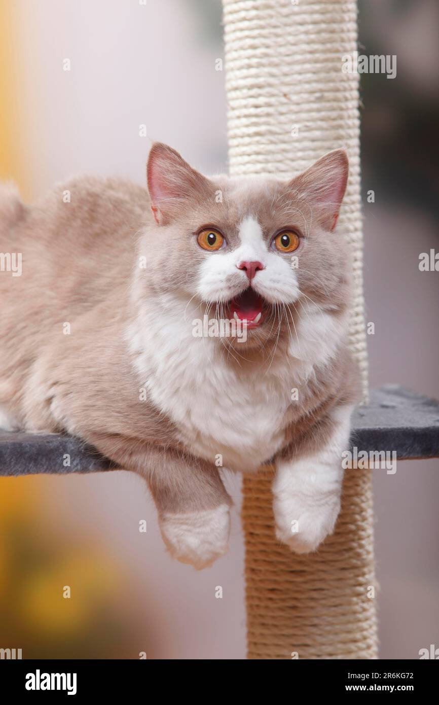 British longhair cat, male, fawn-white, Highlander, Lowlander ...