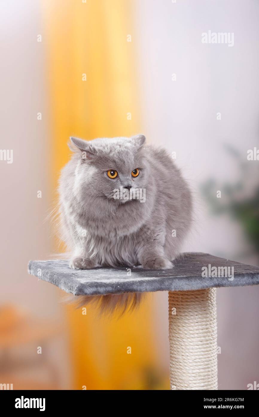 British Longhair Cat, Male, Highlander, Lowlander, Britanica, BLH Stock ...