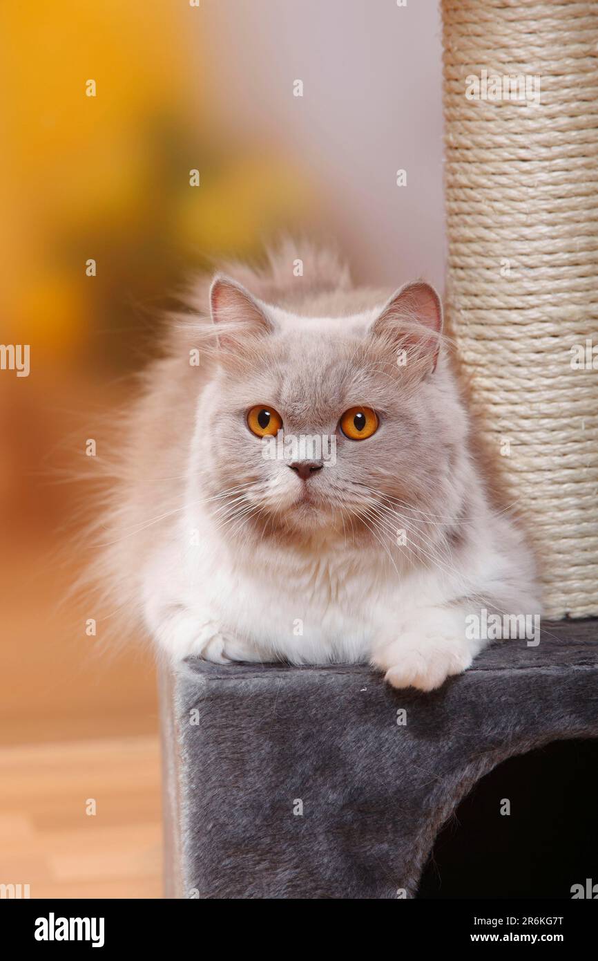 British longhair cat, Cat, lilac-white, Highlander, Lowlander ...