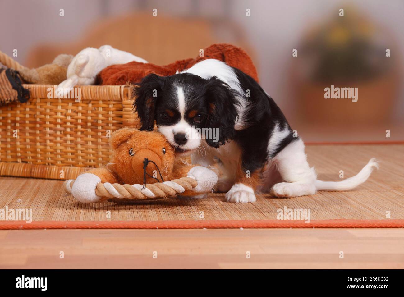 Cavalier King Charles Spaniel, puppy, tricolour, 9 weeks, cuddly toy ...