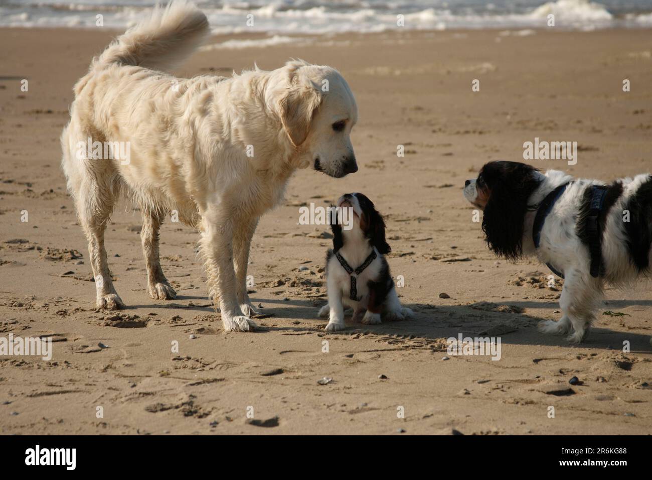 Golden Retriever meets Cavalier King Charles Spaniel with puppy, tri ...