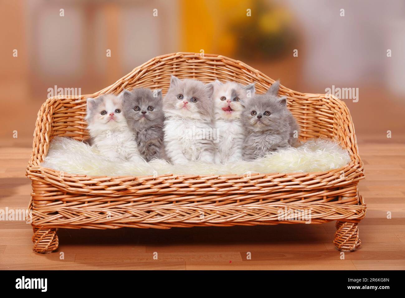 British Longhair Cats, Kitten, British Longhair Cat, Highlander ...