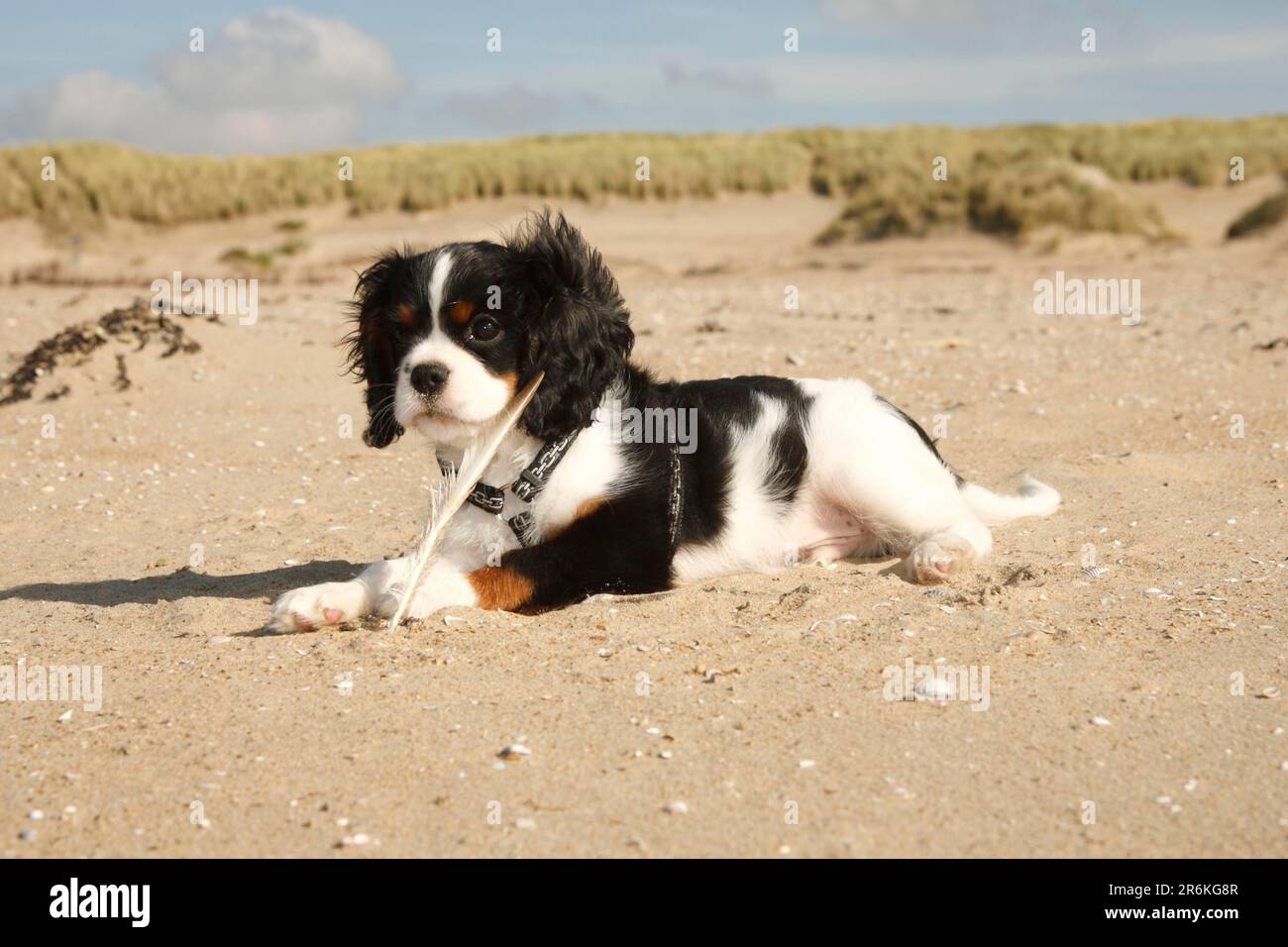 Cavalier King Charles Spaniel, puppy with feather, tricolour, 12 weeks ...