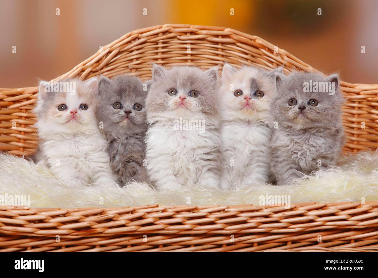 British Longhair Cats, Kitten, British Longhair Cat, Highlander ...