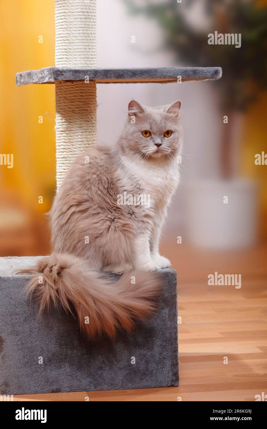 British longhair cat, Cat, lilac-white, Highlander, Lowlander ...