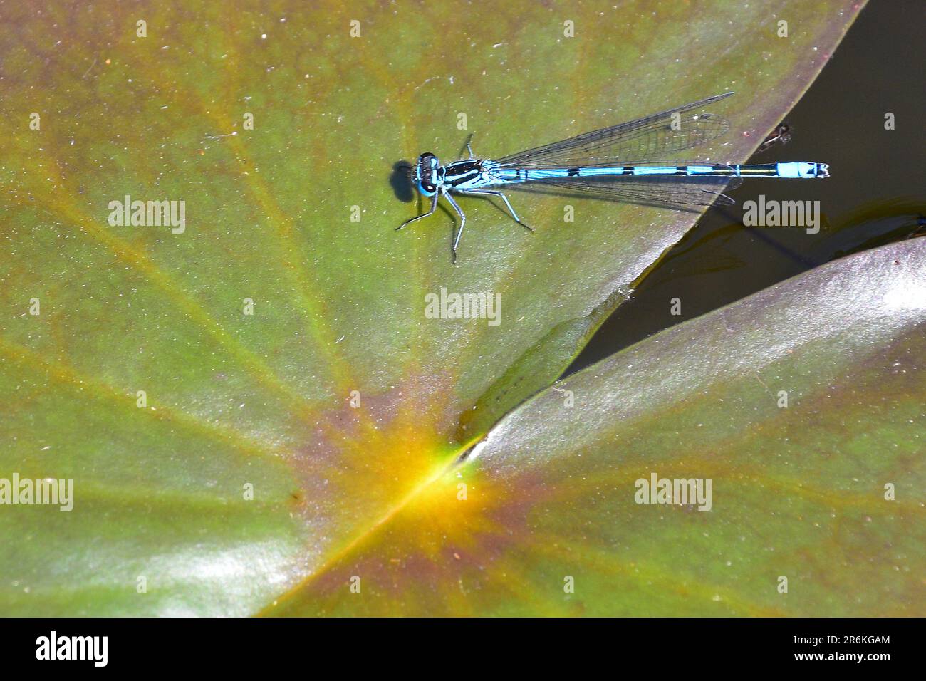 Common Blue Damselfly Stock Photo - Alamy