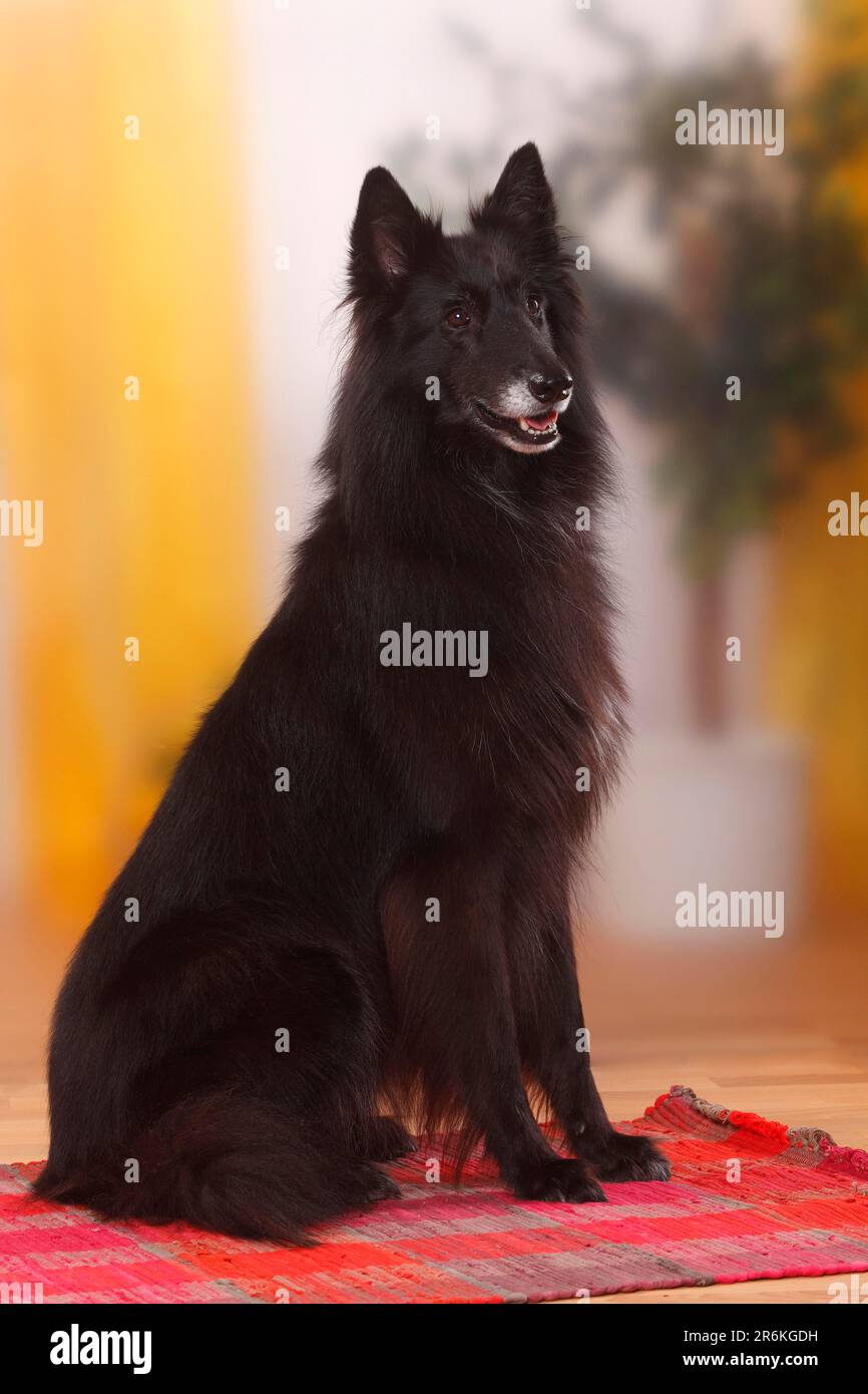 Groenendael, Belgian shepherd dog Stock Photo - Alamy