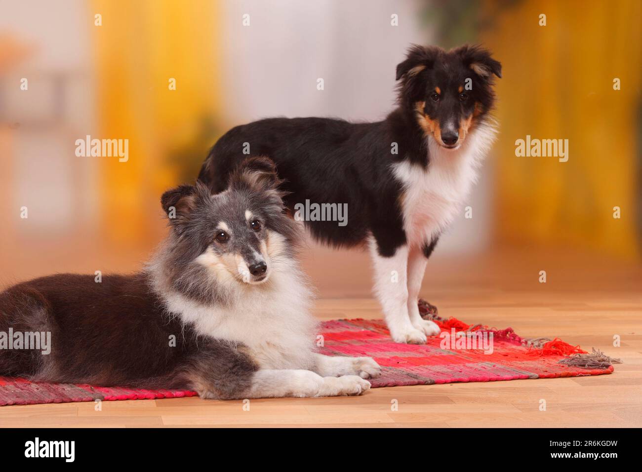 Sheltie, 9 years old, with puppy, 4 1/2 months, Shetland Sheepdog, old ...