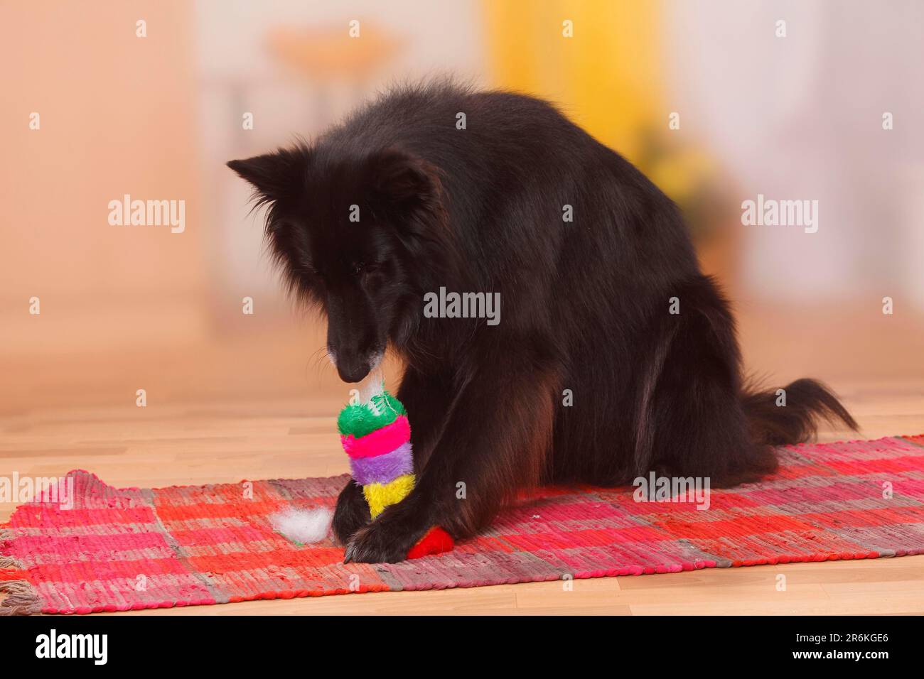 Dog interior damage hi-res stock photography and images - Alamy