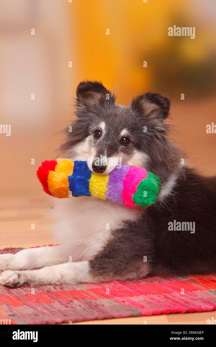 Sheltie years old shetland sheepdog hi-res stock photography and images ...
