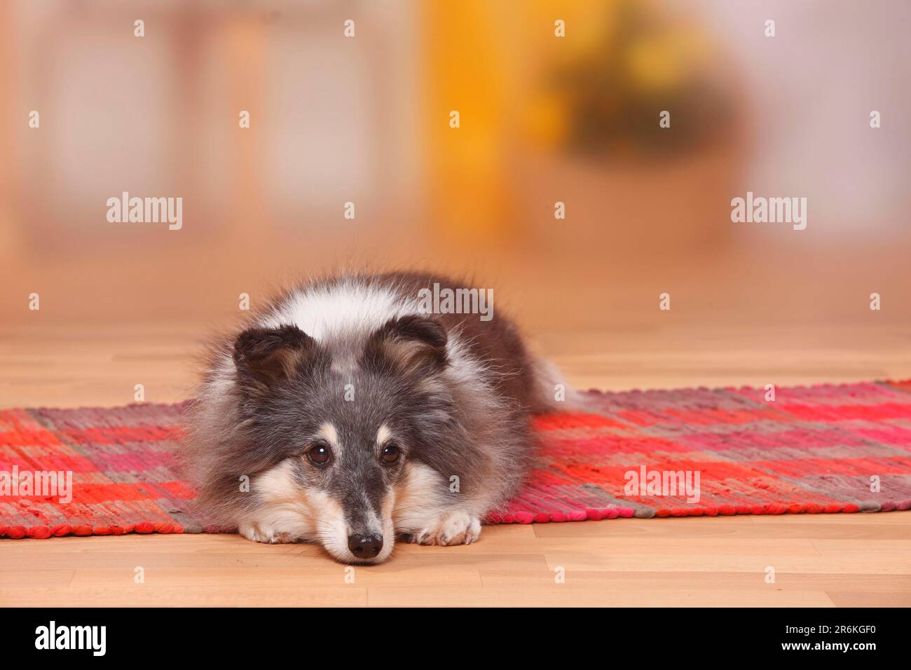Sheltie years old shetland sheepdog hi-res stock photography and images ...