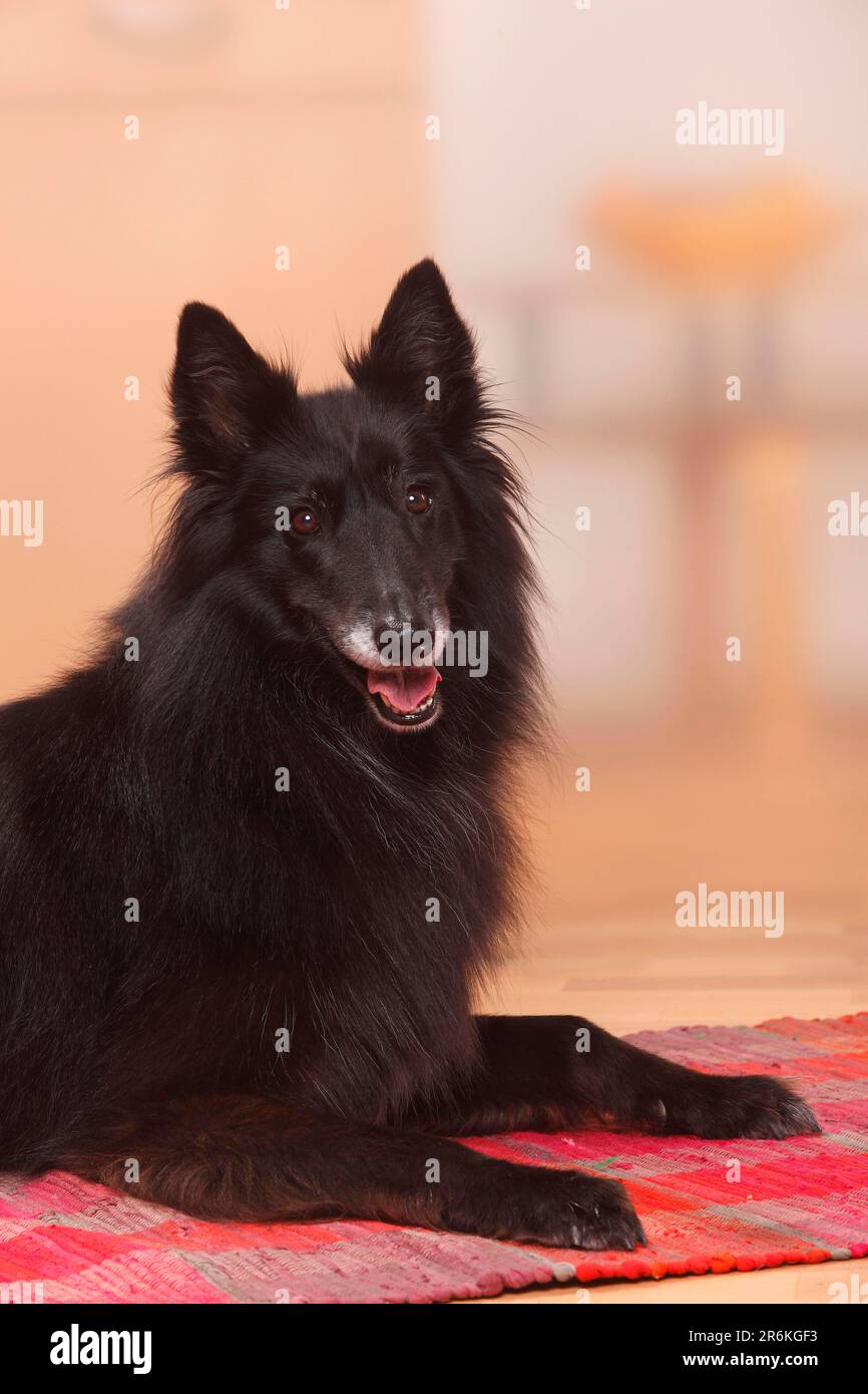 Groenendael, Belgian shepherd dog Stock Photo - Alamy