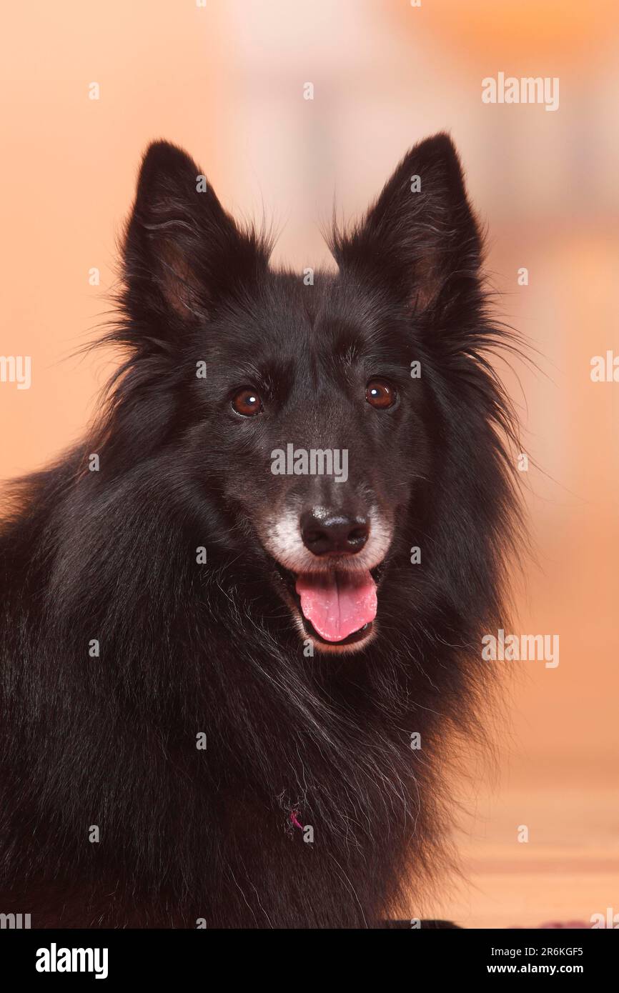 Groenendael, Belgian shepherd dog Stock Photo - Alamy