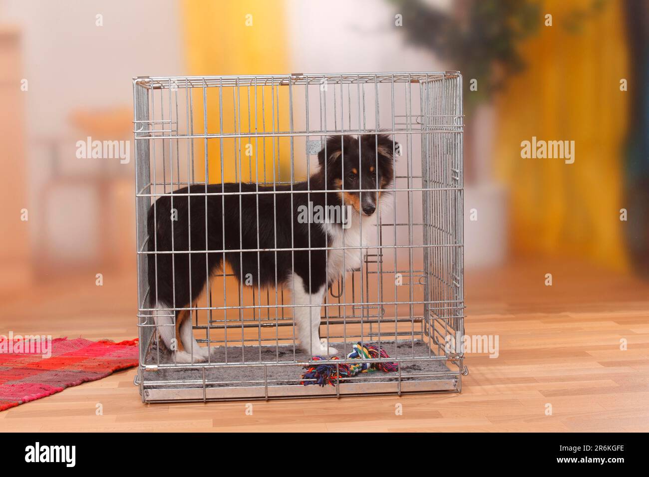 Sheltie, puppy, 4 1/2 months, indoor cage, Shetland Sheepdog, indoor ...