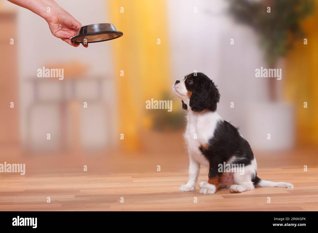Cavalier King Charles Spaniel, puppy, tricolour, 13 weeks, gets food ...