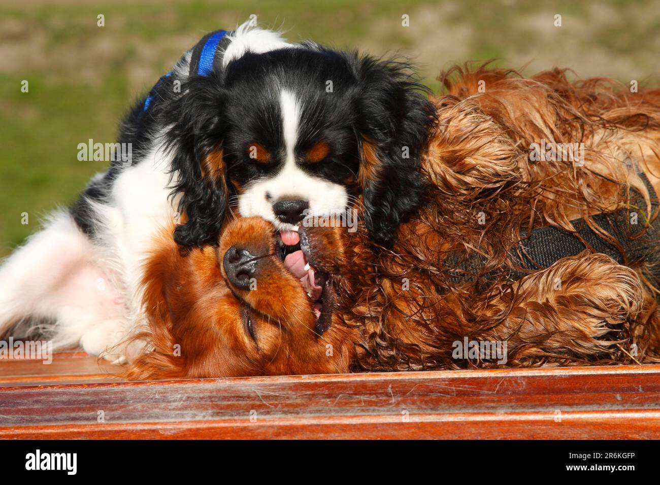 Cavalier King Charles Spaniel, ruby red, and puppy, tricoloured, 13 ...