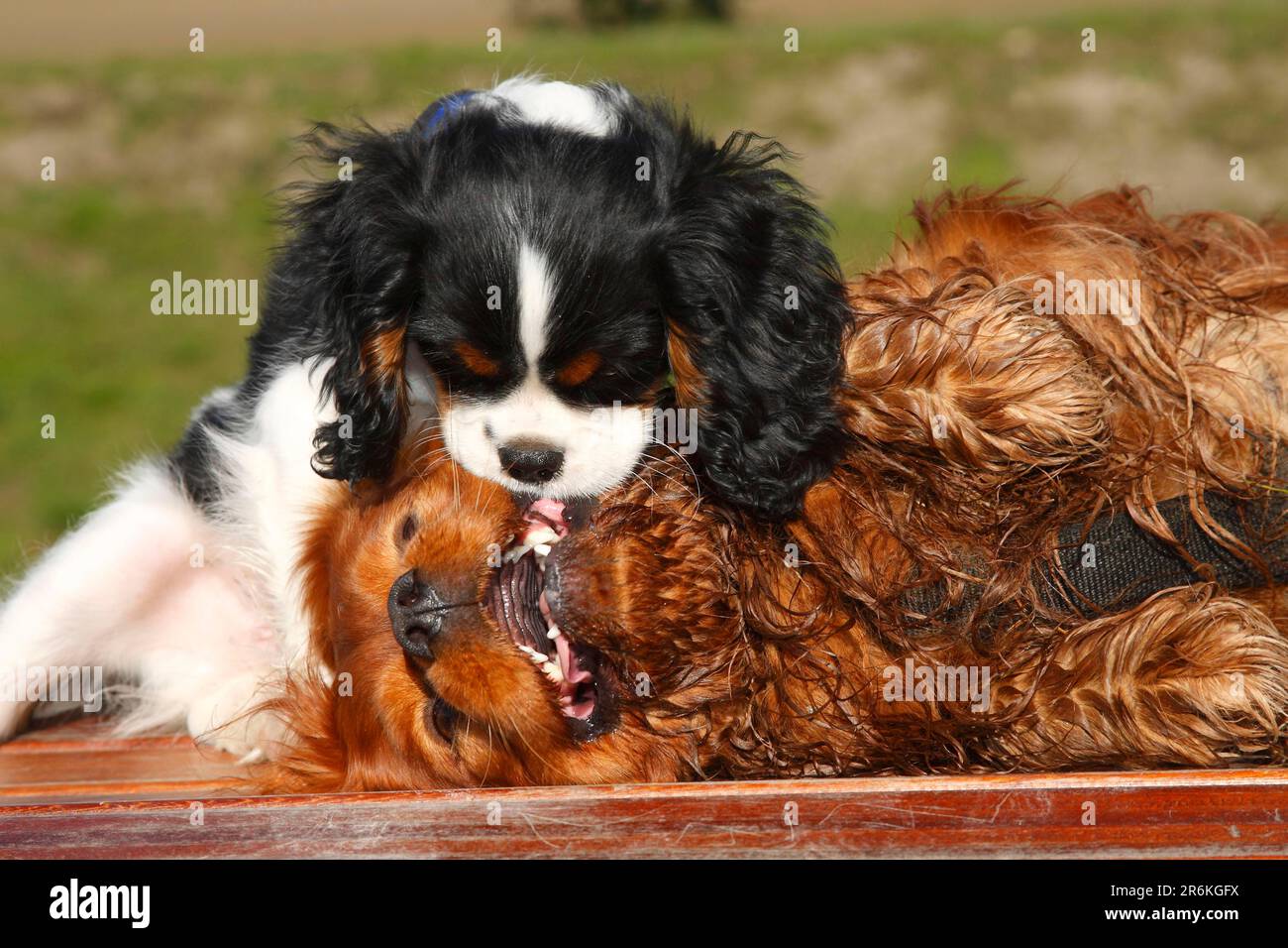 Cavalier King Charles Spaniel, ruby red, and puppy, tricoloured, 13 ...