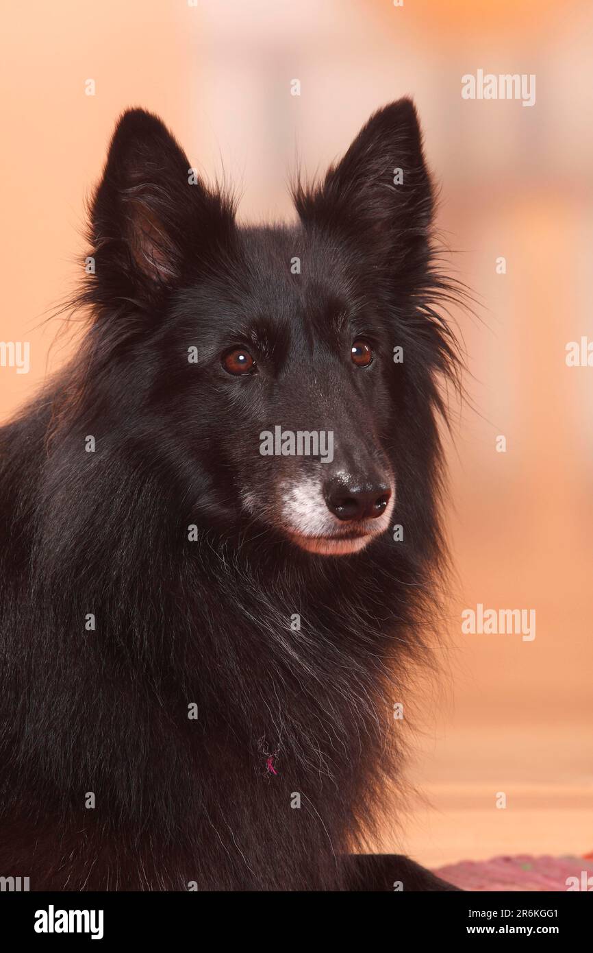 Groenendael, Belgian shepherd dog Stock Photo - Alamy
