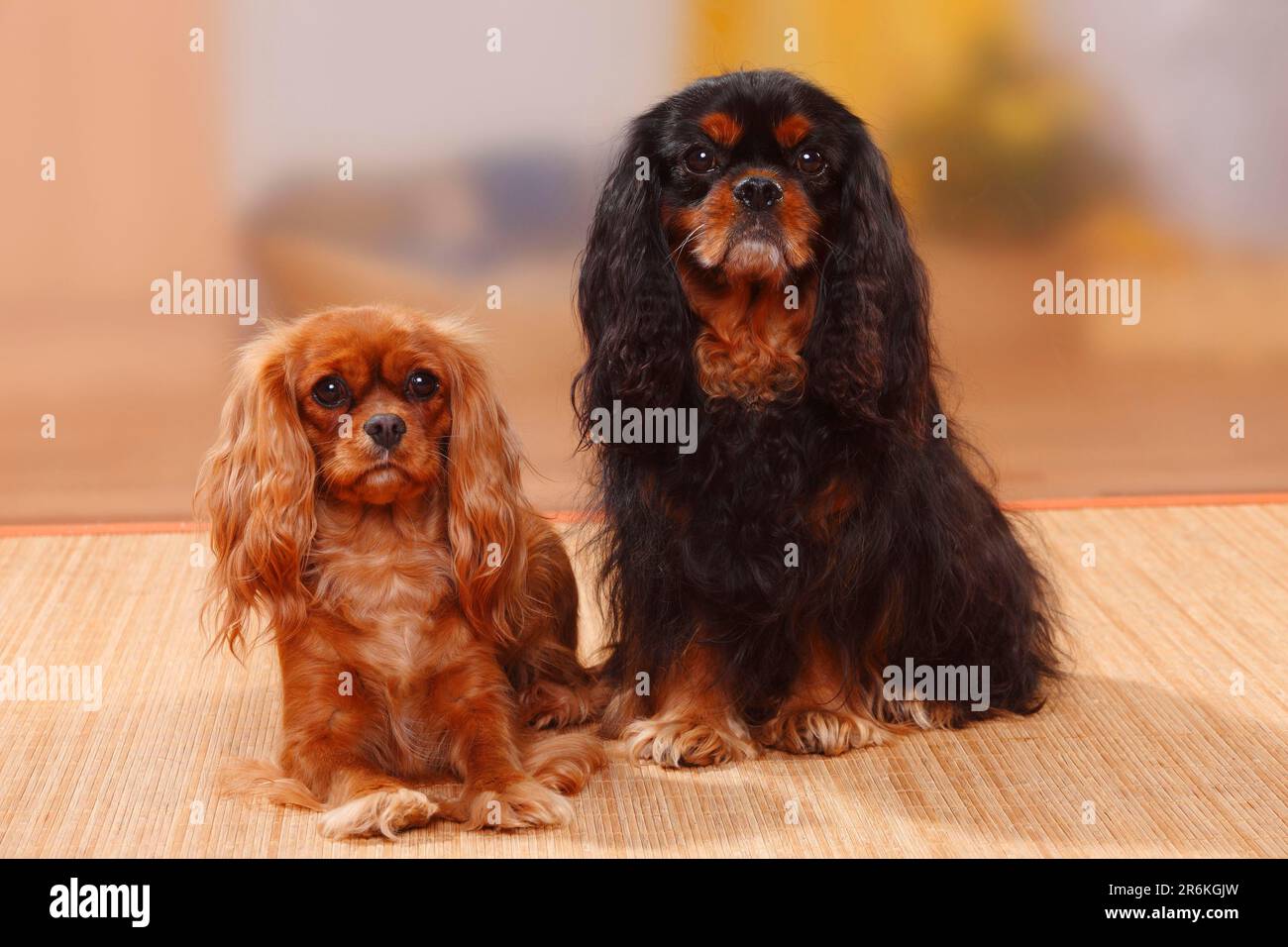 Cavalier King Charles Spaniel, pair, ruby red and black-light brown ...