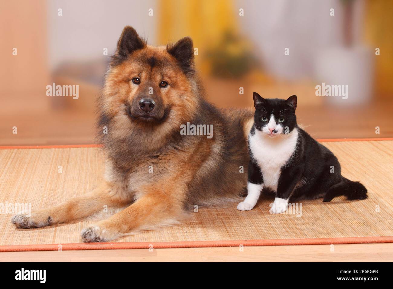 Rude cat hi-res stock photography and images - Alamy