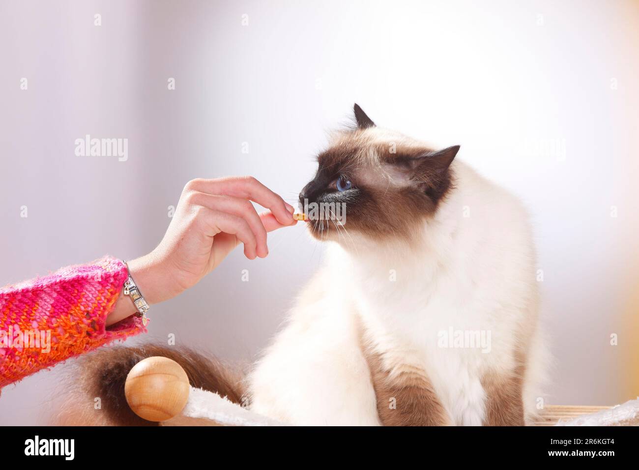 Birman cat, seal-point, gets treats, holy birman Stock Photo - Alamy