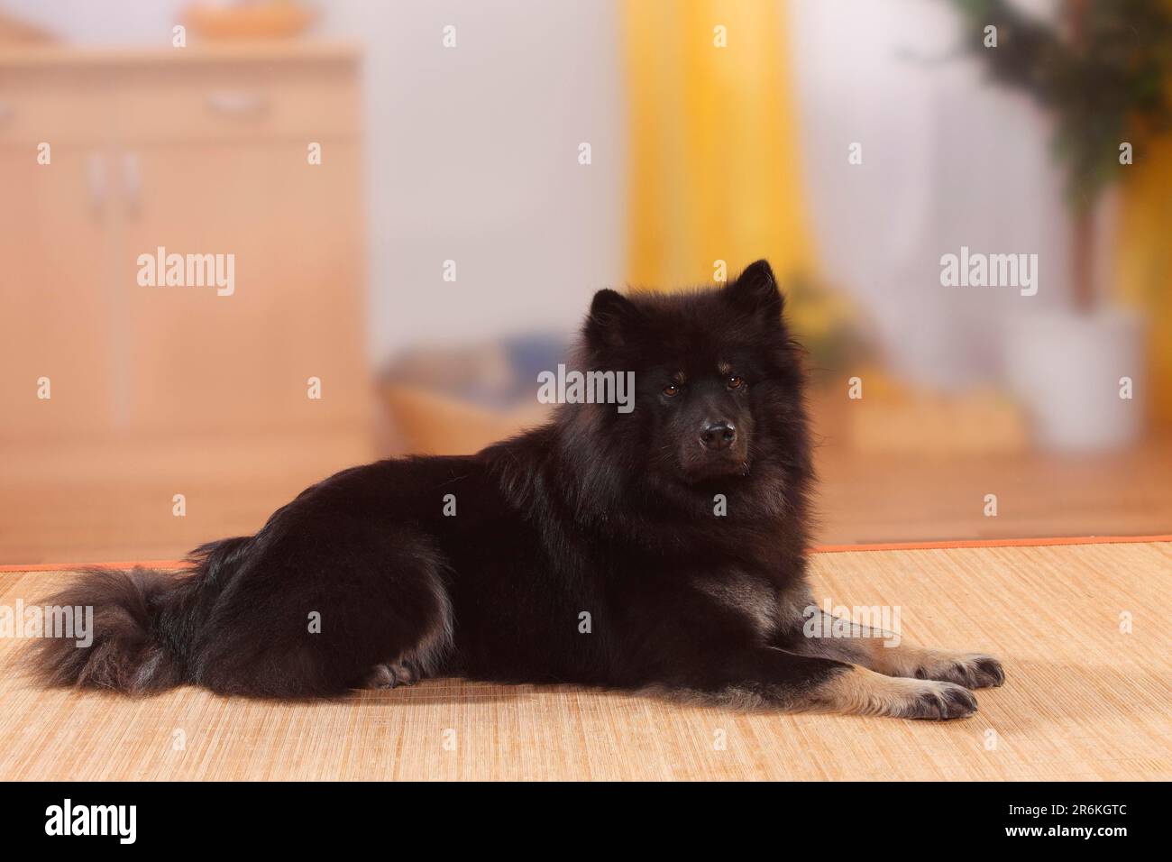 Eurasier, male, lateral Stock Photo - Alamy