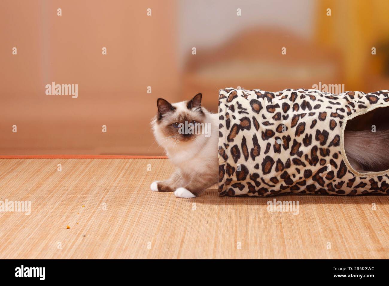 Birman cat, seal-point, holy birman, tunnel, play tunnel, rustle tunnel ...