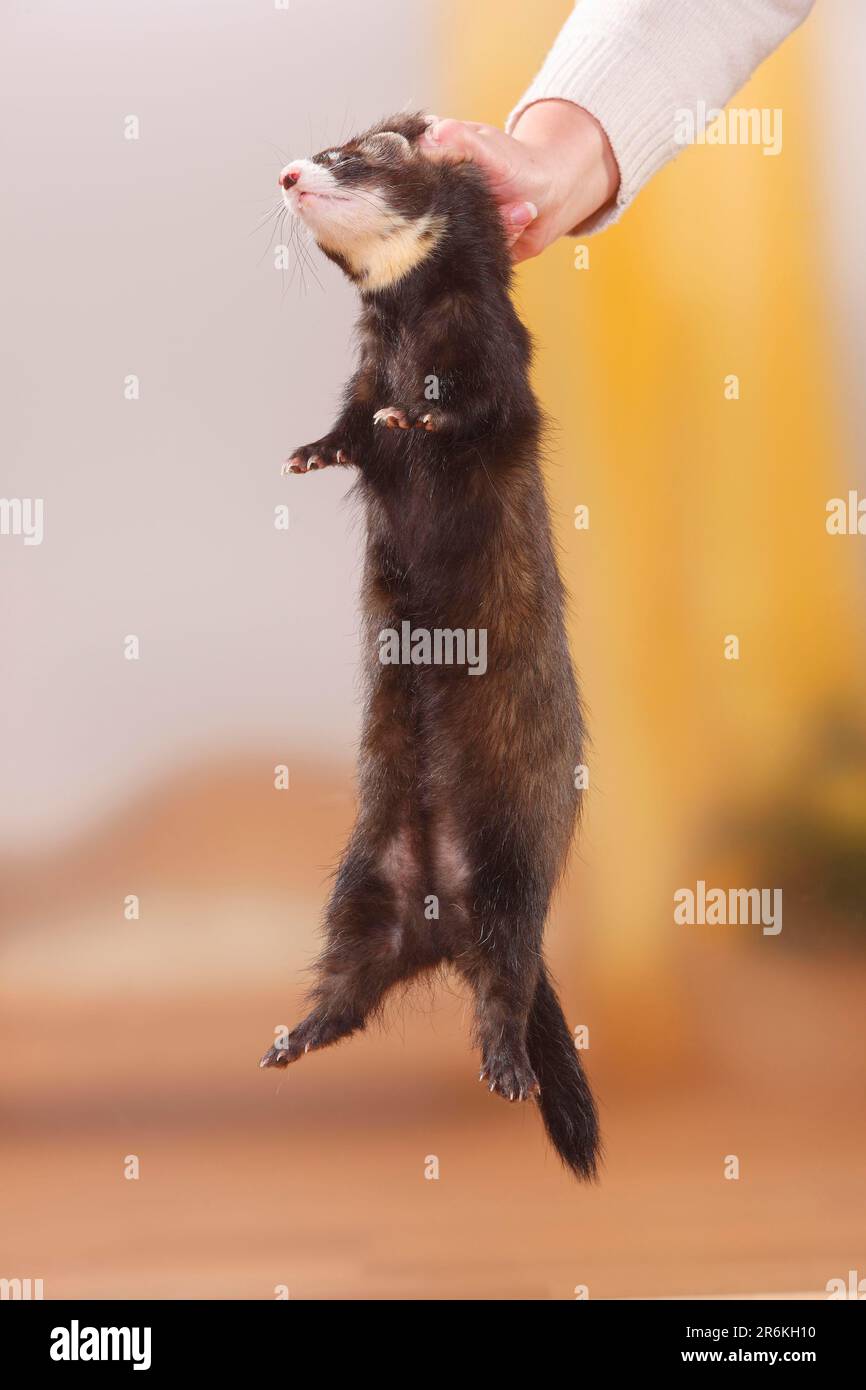 Ferret (Mustela putorius forma domestica) is carried, correct handle ...