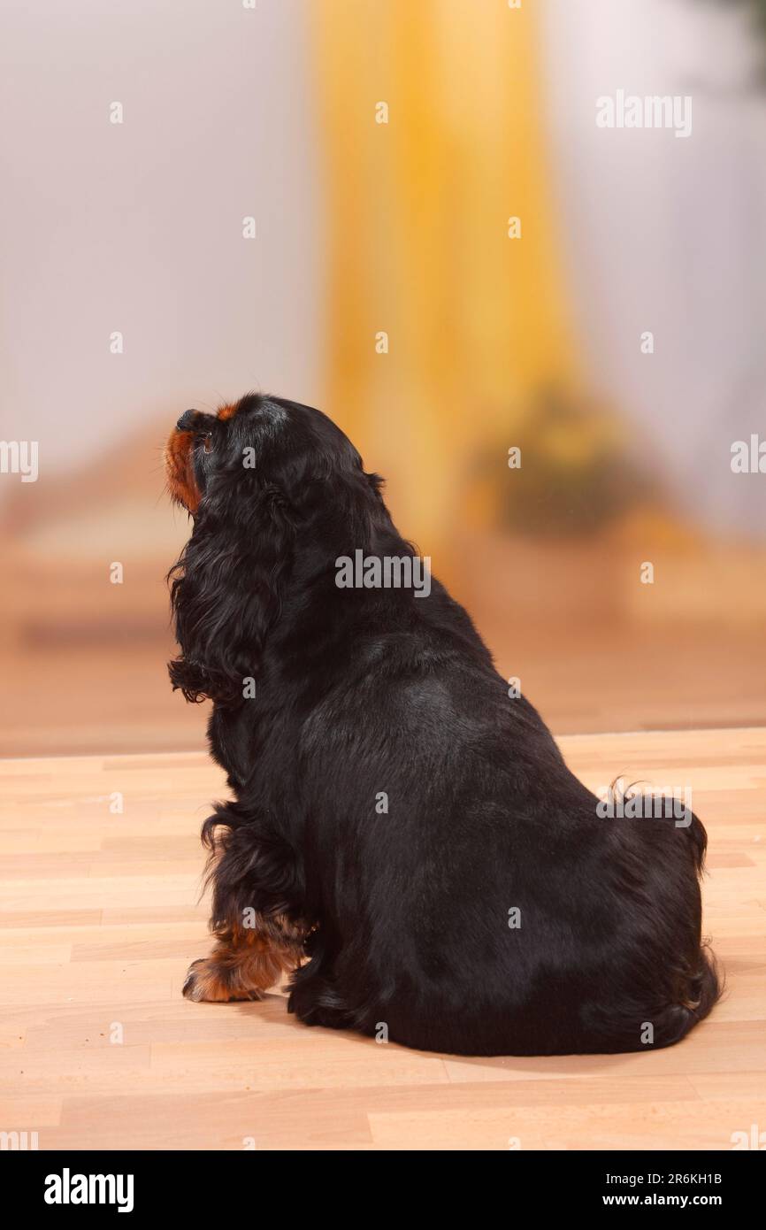 Fat family hi-res stock photography and images - Alamy