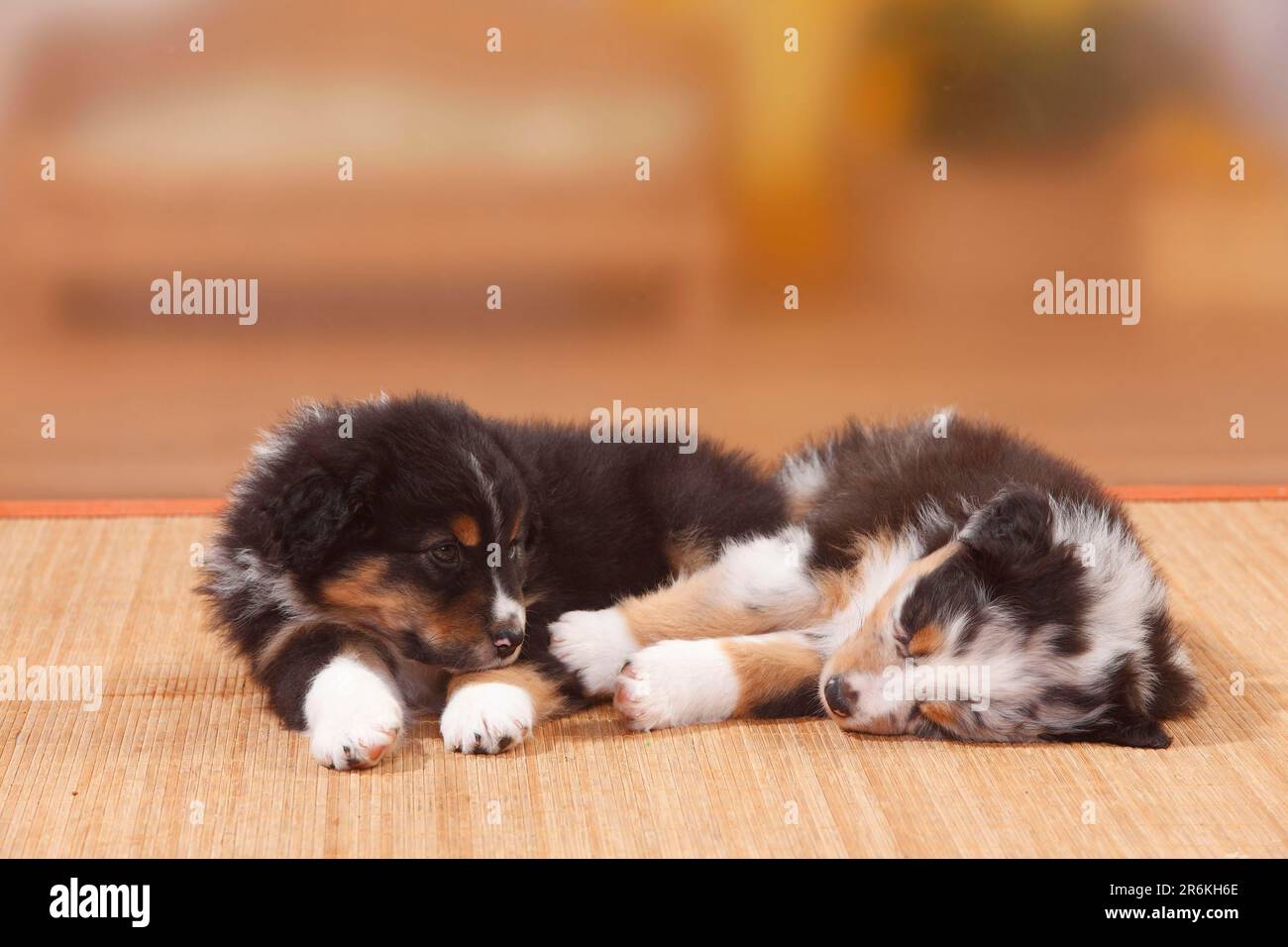 Australian Shepherd, puppies, black-tri and blue-merle Stock Photo - Alamy