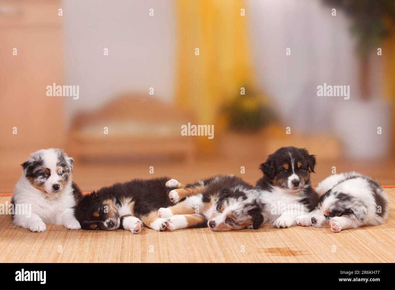 Australian Shepherd, puppies, black-tri and blue-merle Stock Photo - Alamy