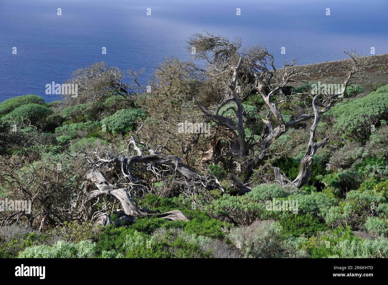 Juniper tree grove, El Hierro, Canary Islands, Spain Stock Photo - Alamy