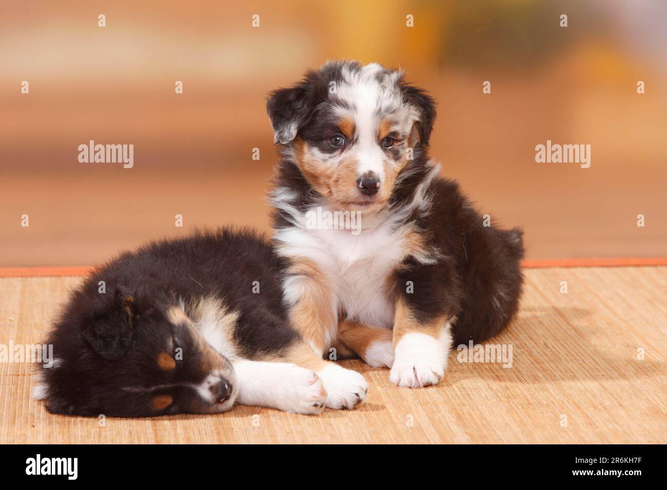 Australian Shepherd, puppies, black-tri and blue-merle Stock Photo - Alamy