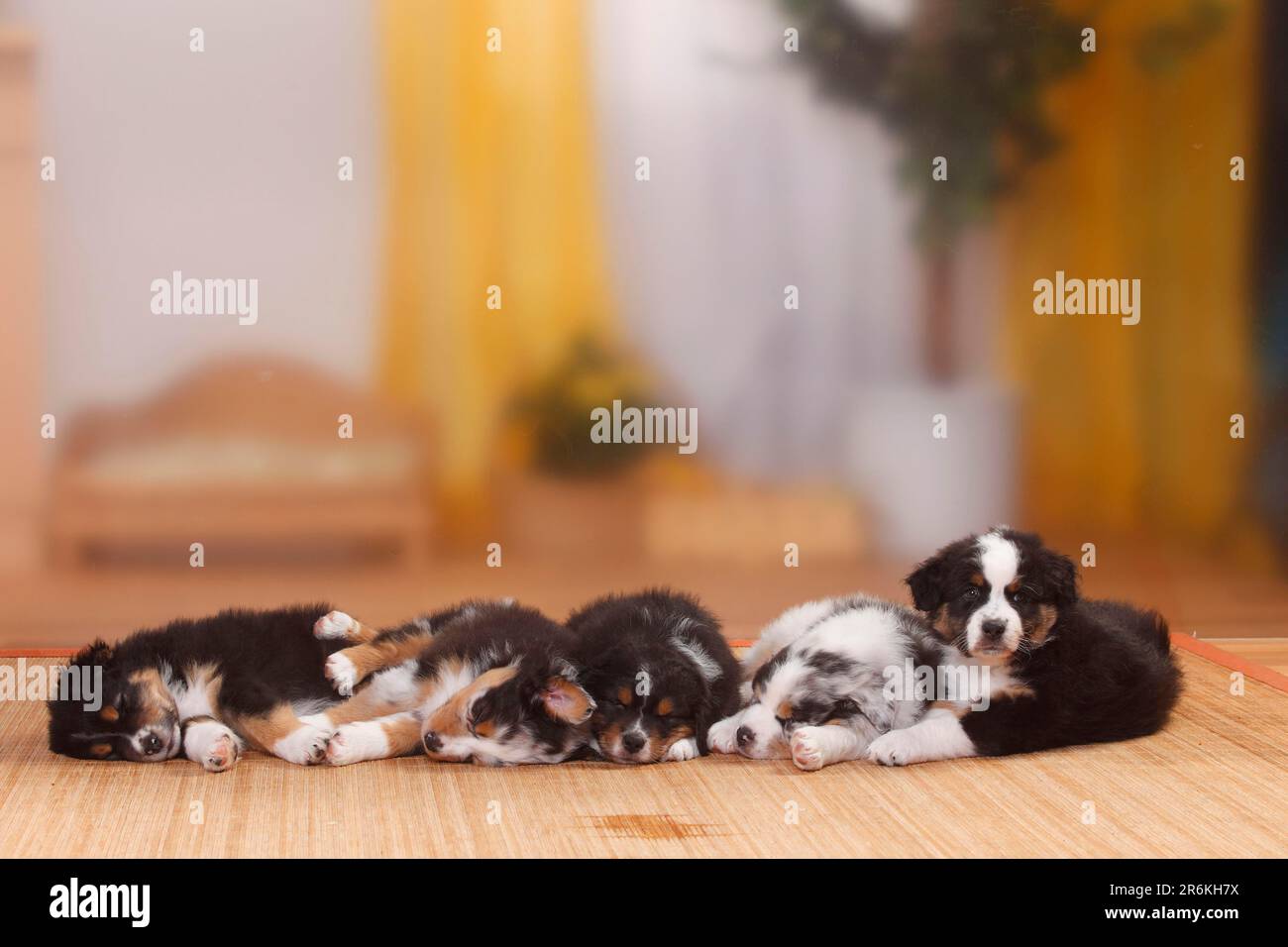 Australian Shepherd, puppies, black-tri and blue-merle Stock Photo - Alamy