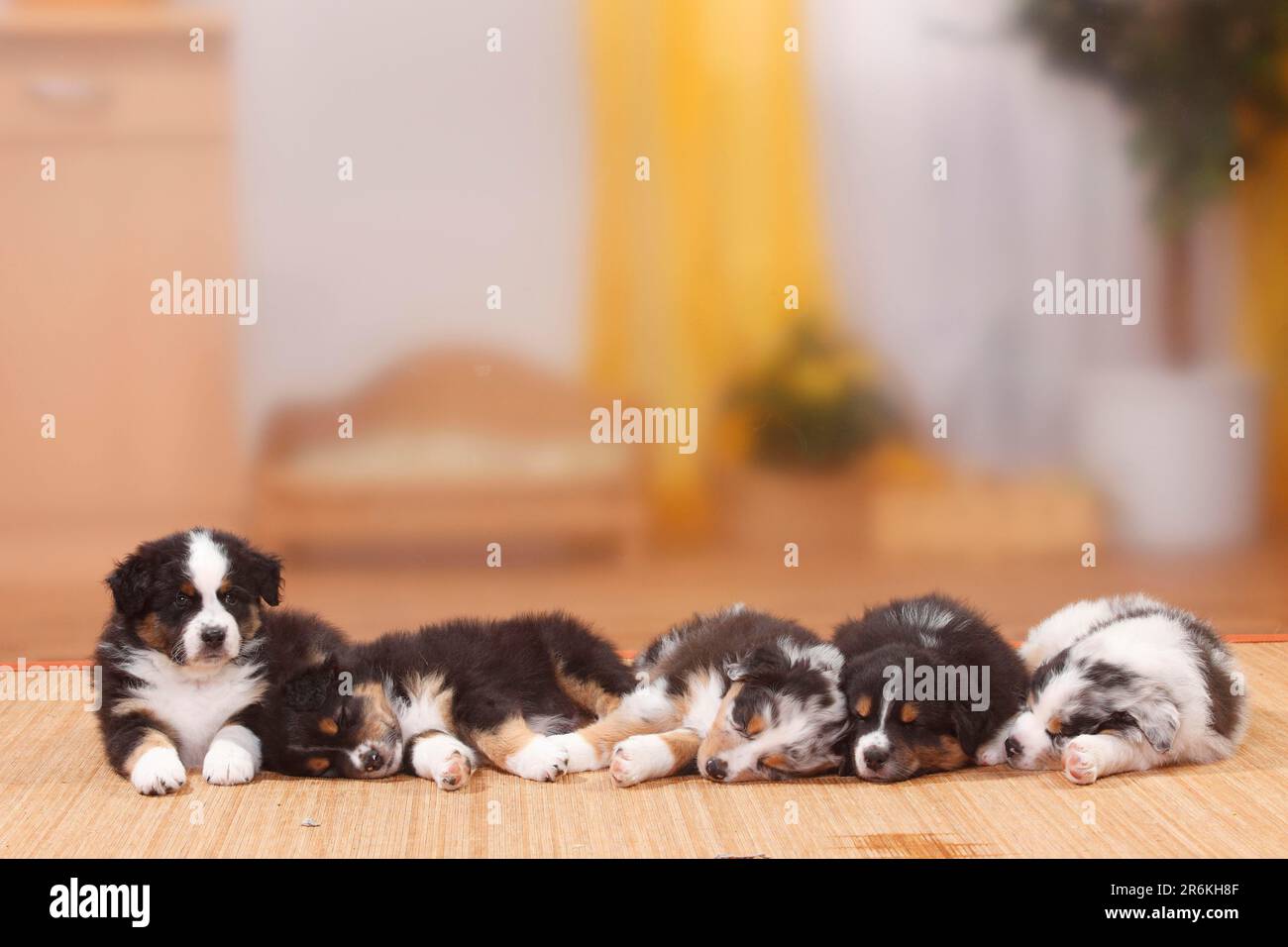 Australian Shepherd, puppies, black-tri and blue-merle Stock Photo - Alamy