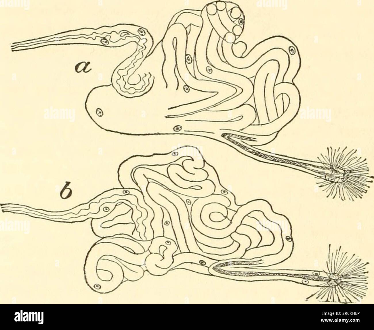 "Enchytræidæ of the west coast of North America" (1905 Stock Photo - Alamy