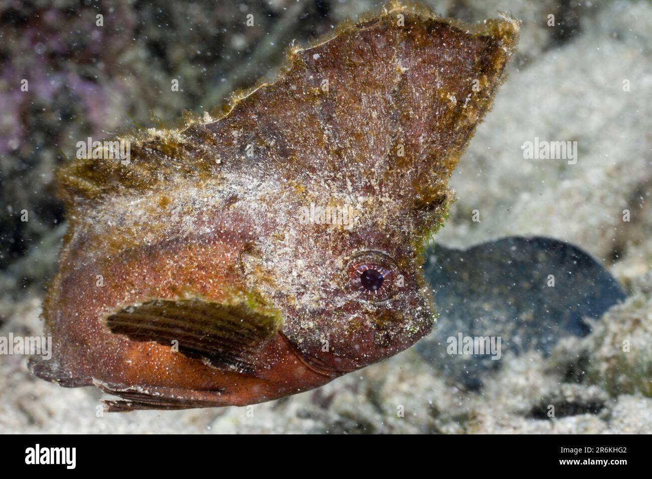 Redskinfish, Raja Ampat, West Papua, Indonesia (Ablabys binotatus Stock ...