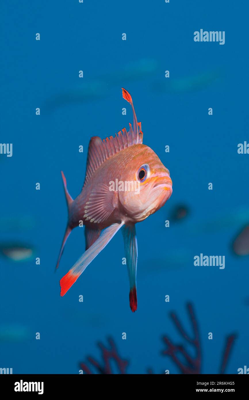 Mediterranean perch hi-res stock photography and images - Alamy