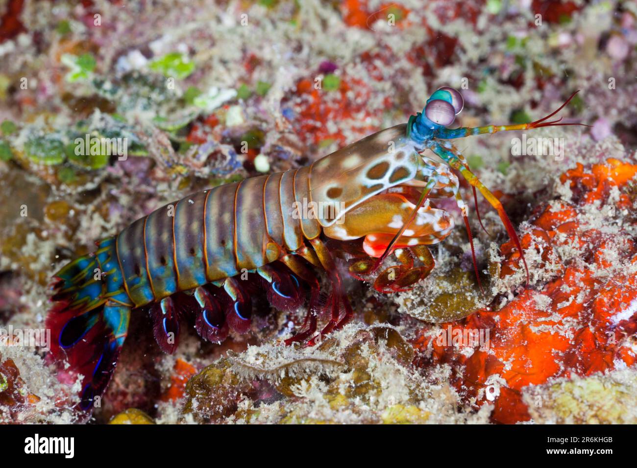 Colored Mantis Shrimp, Raja Ampat, West Papua, Indonesia ...