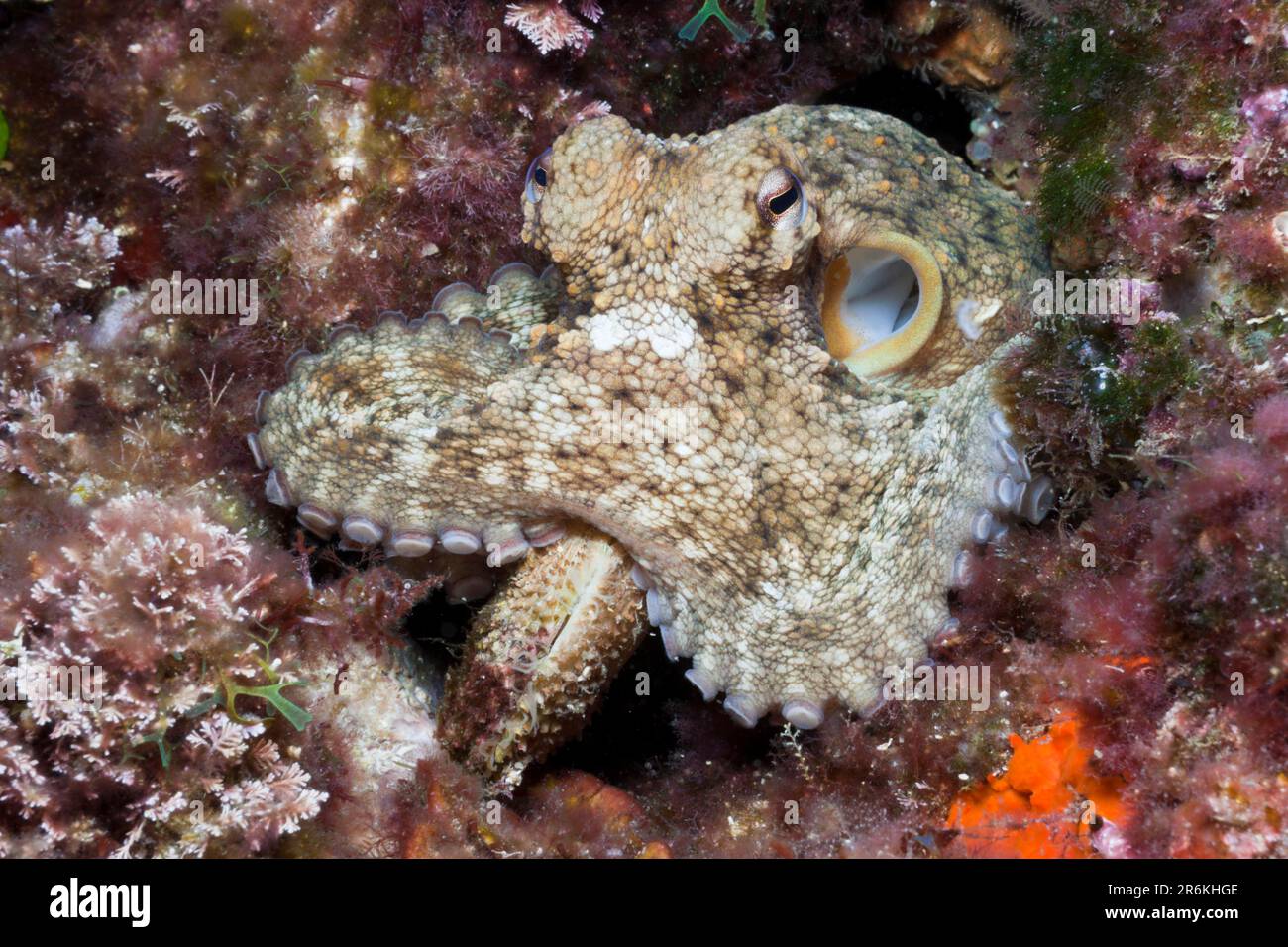 Common European Octopus, Costa Brava, Spain (Octopus vulgaris Stock ...